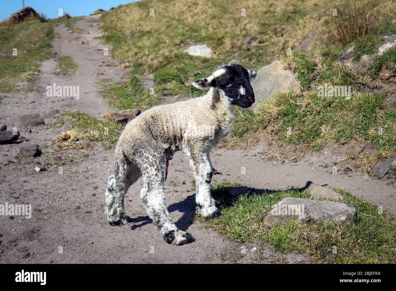 One Day Old Lamb Stock Photo - Alamy
