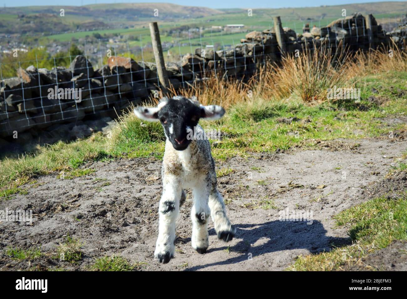 Rural lamb hi-res stock photography and images - Alamy