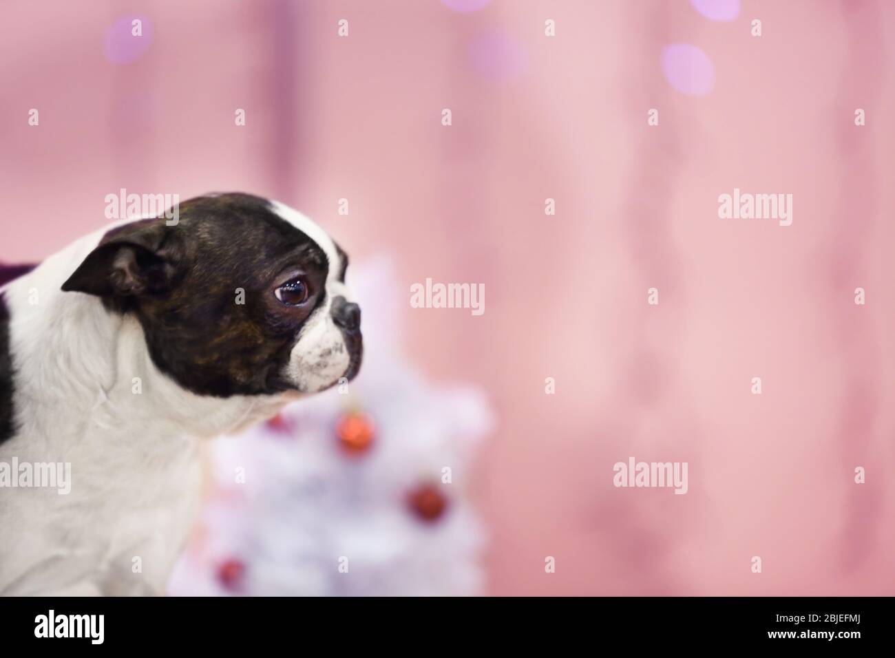 Cute funny dog on blurred background Stock Photo - Alamy