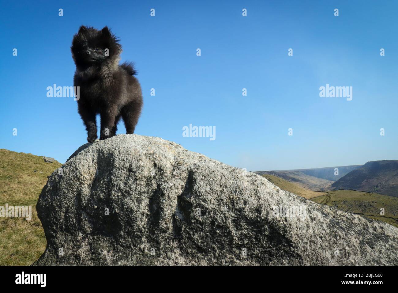 Pomeranian Puppy on Rock Stock Photo - Alamy