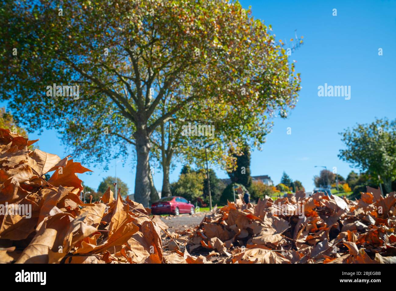 Autumn leaves fall on street from London Plane deciduous trees Stock ...