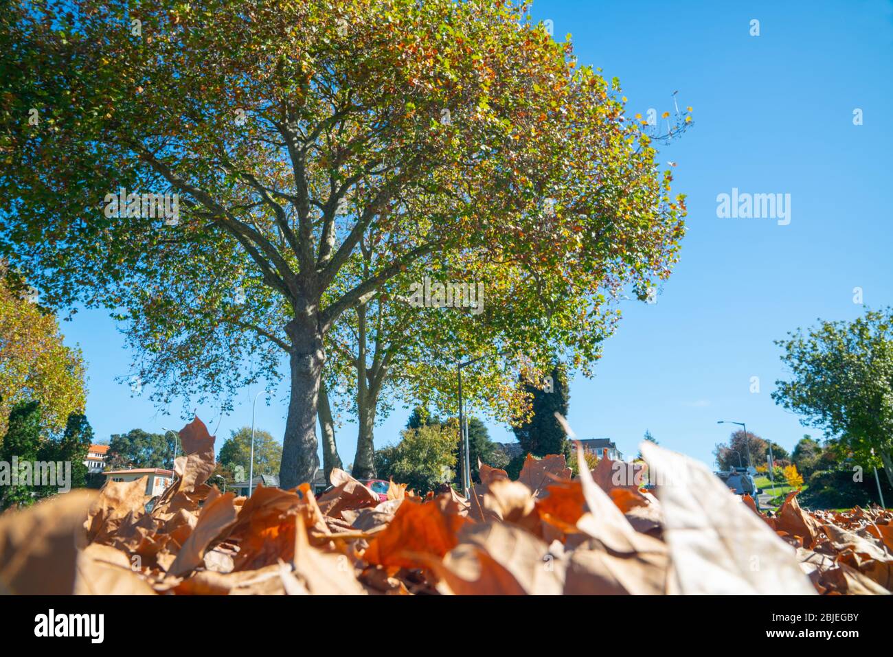 Autumn leaves fall on street from London Plane deciduous trees Stock ...