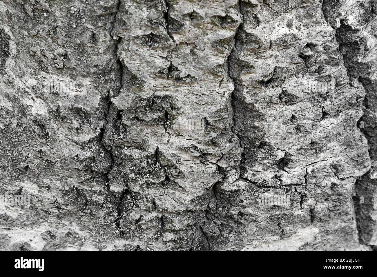 Bark tree background Stock Photo - Alamy