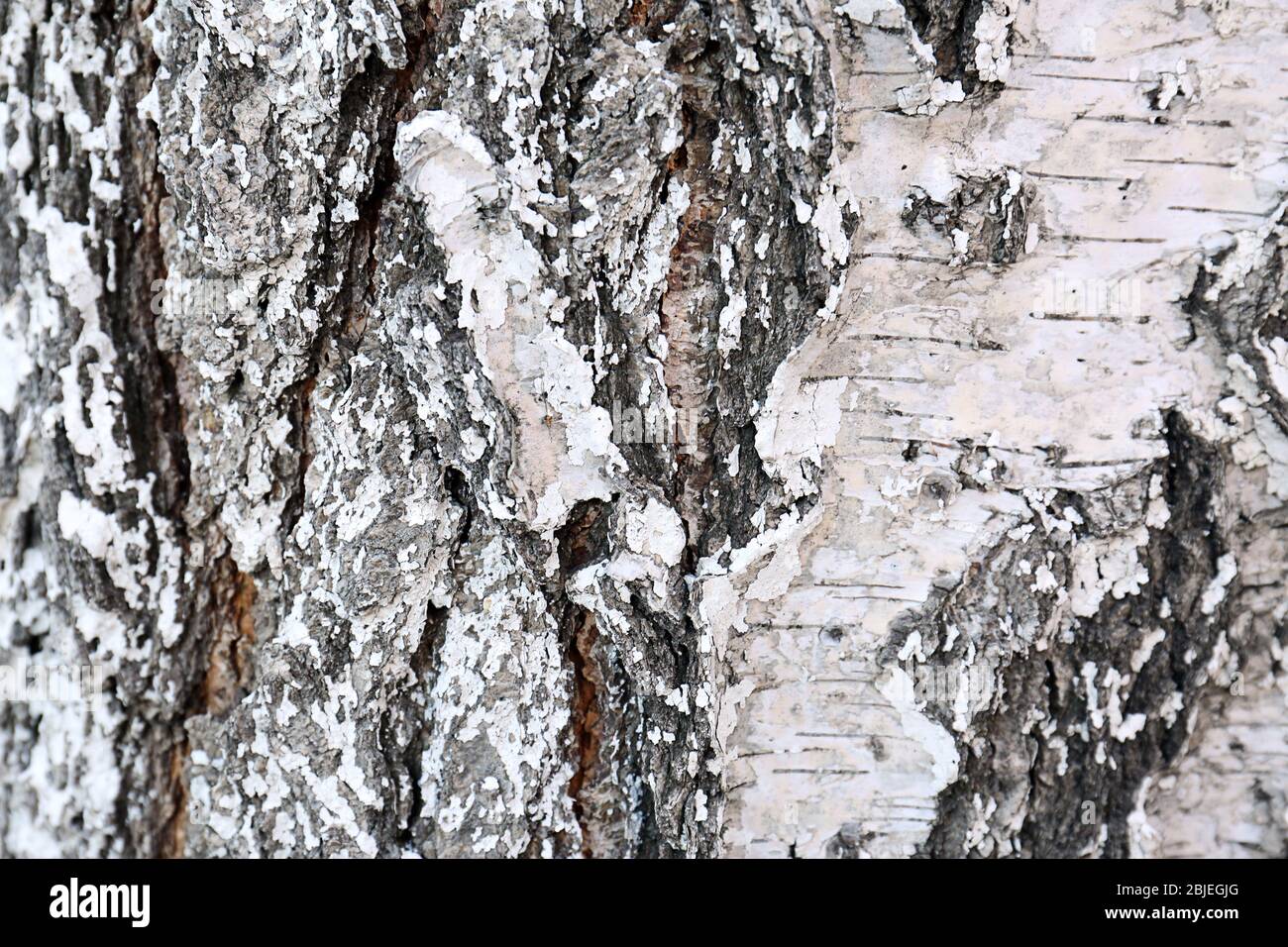 Bark tree background Stock Photo - Alamy