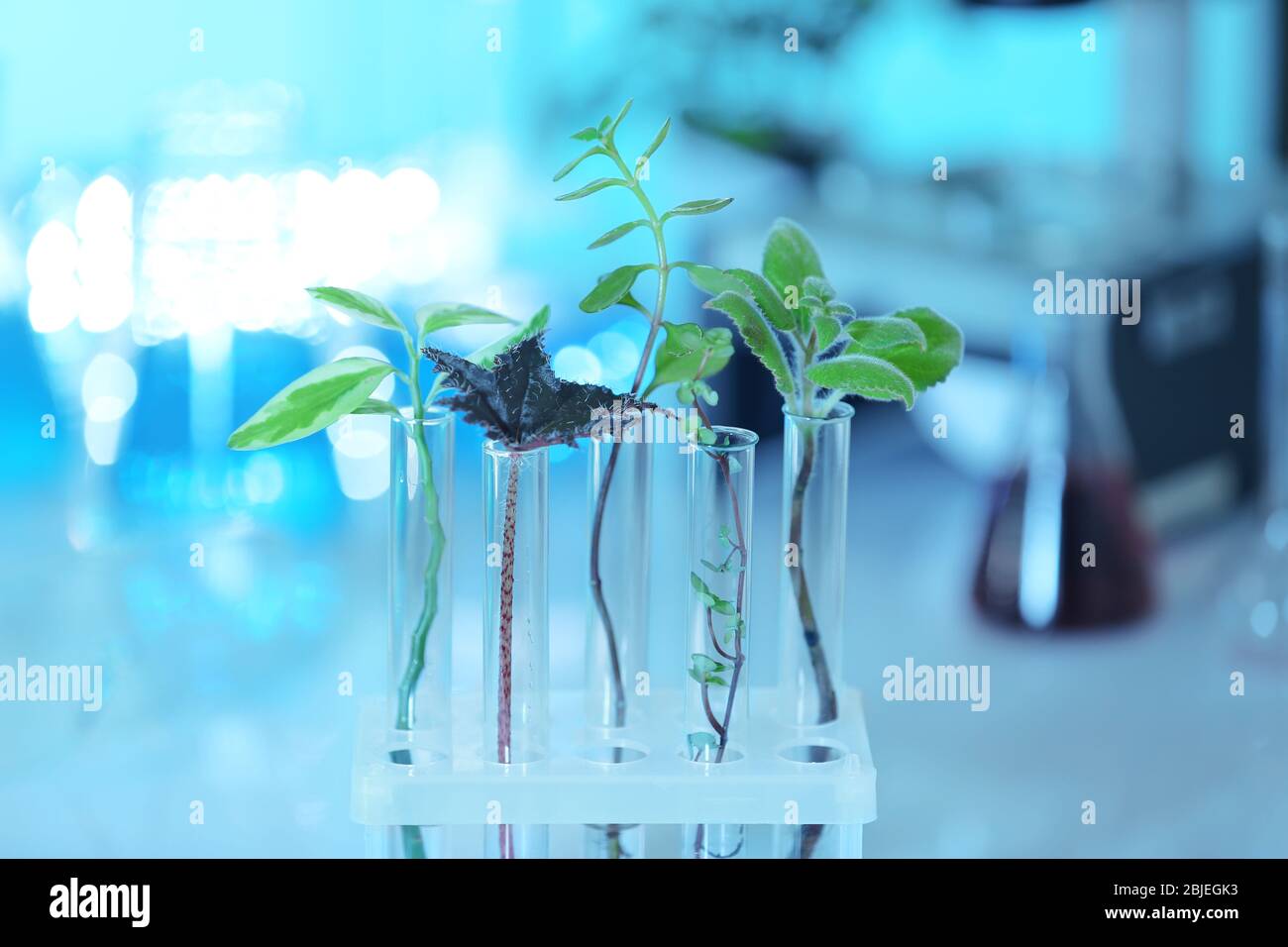 Plants in test tubes on blurred background Stock Photo - Alamy