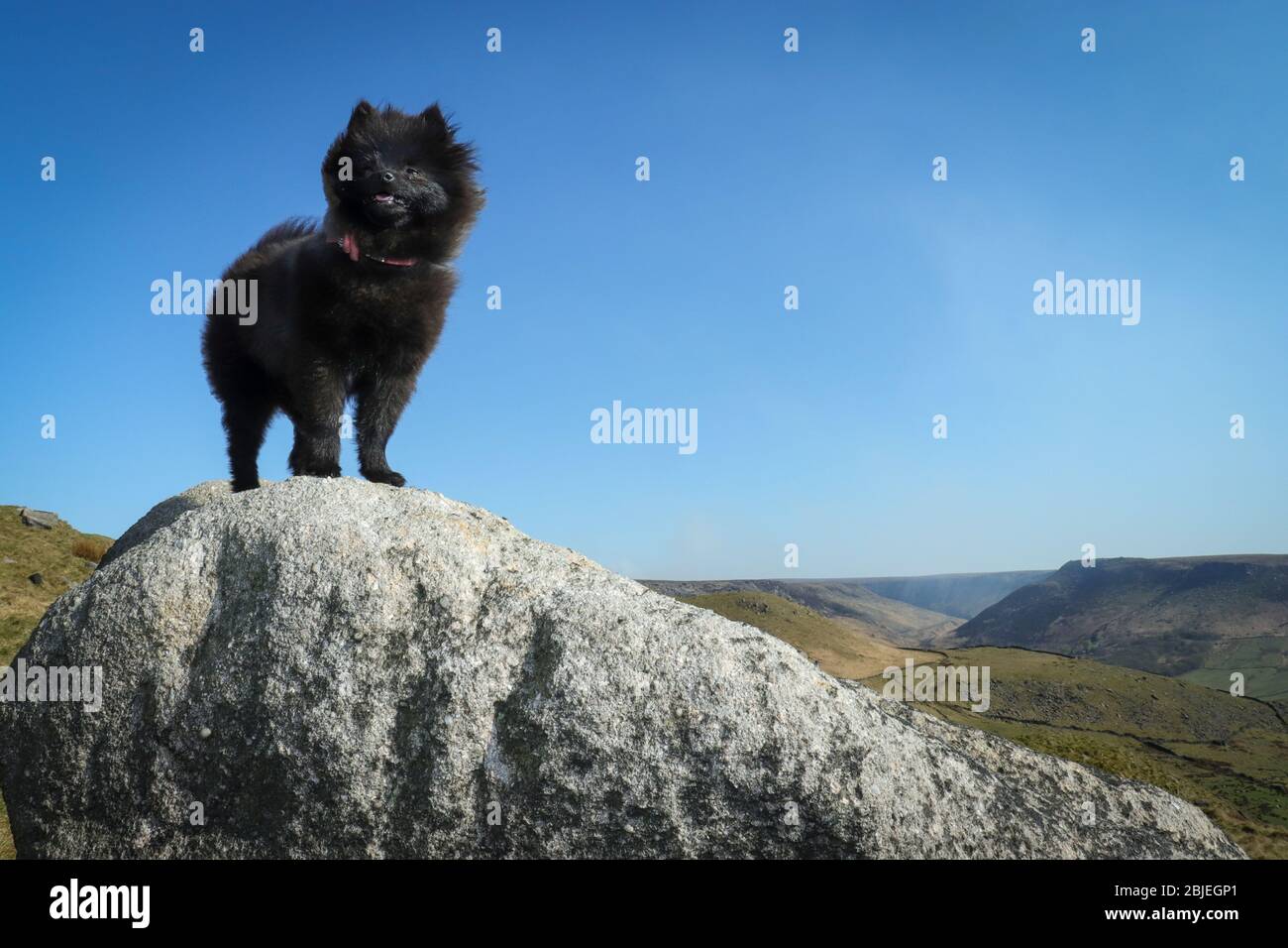 Pomeranian Puppy on Rock Stock Photo - Alamy