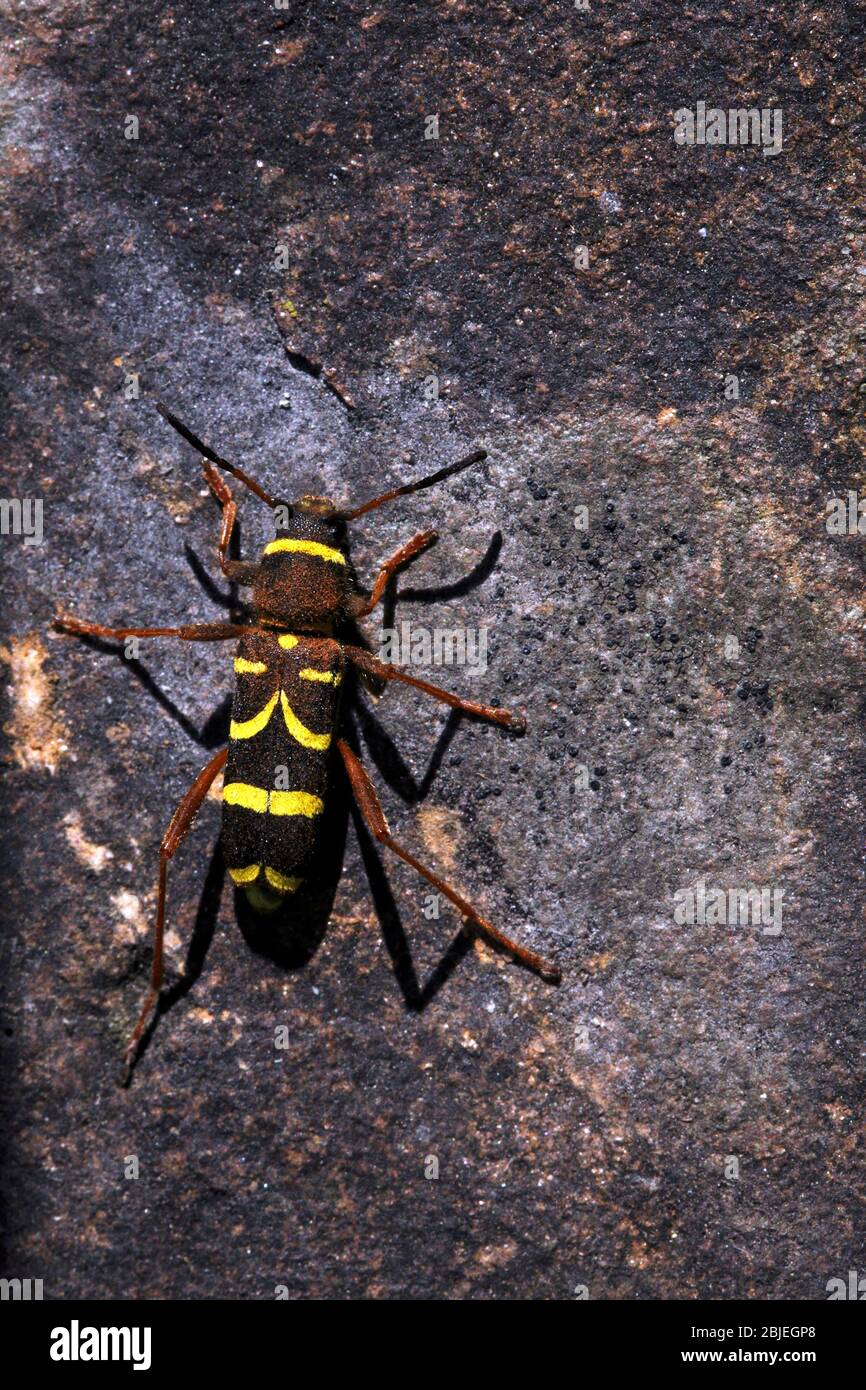 Wasp Beetle, Clytus arietis. A longhorn beetle species in the genus ...