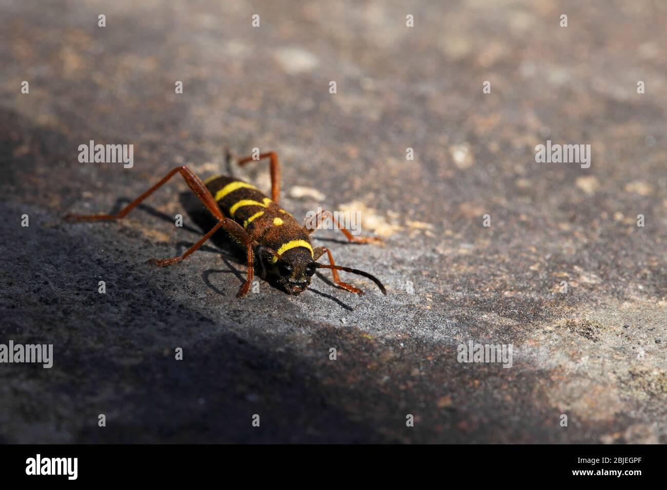 Wasp Beetle, Clytus arietis. A longhorn beetle species in the genus ...