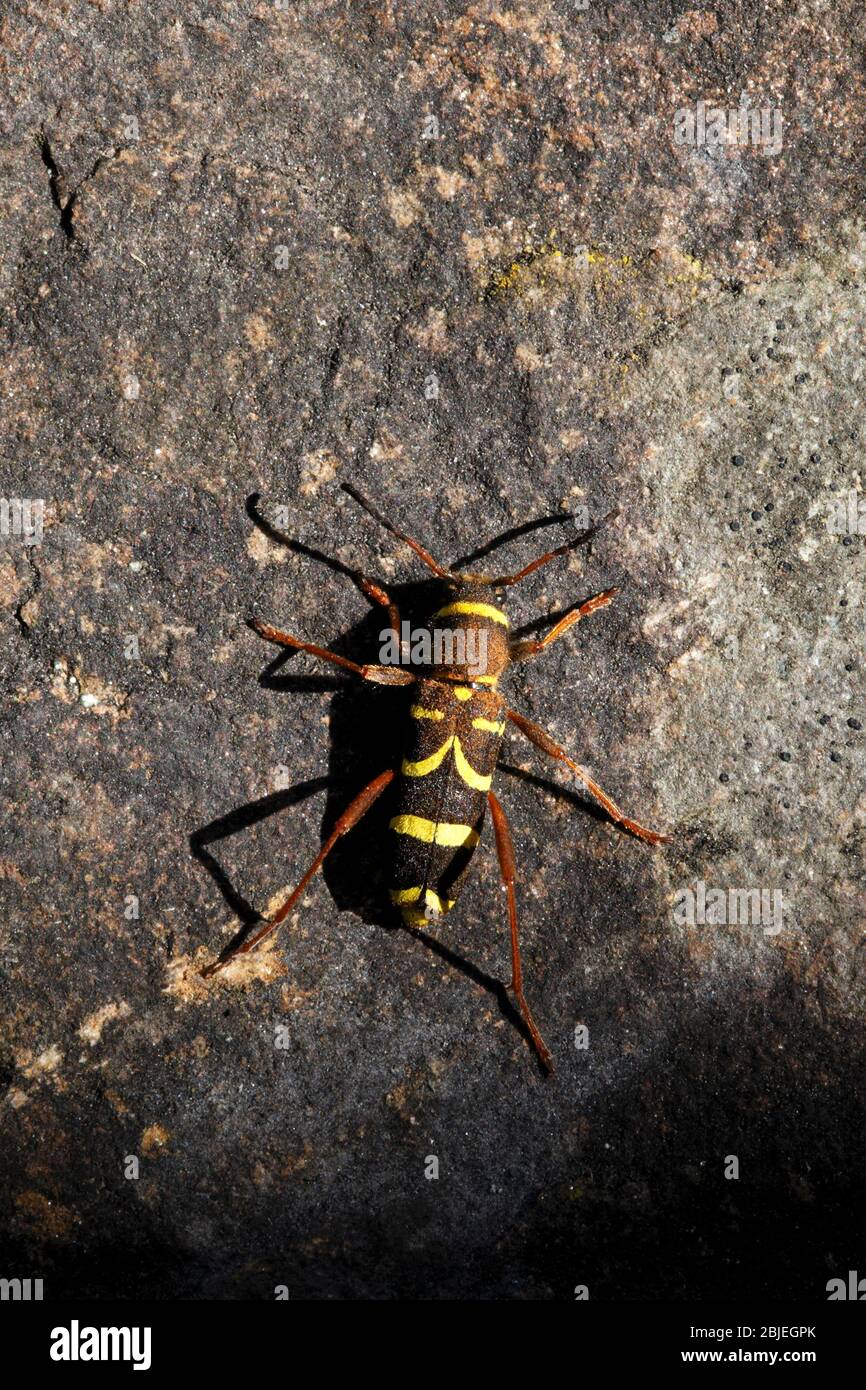 Wasp Beetle, Clytus arietis. A longhorn beetle species in the genus ...