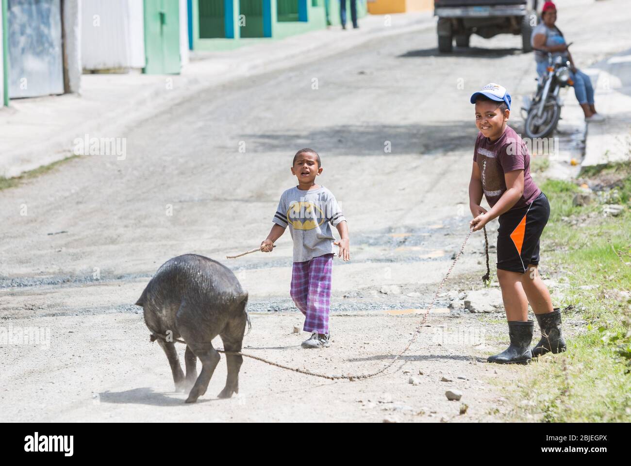 dramatic image of dominican boys catching family pig high in the ...