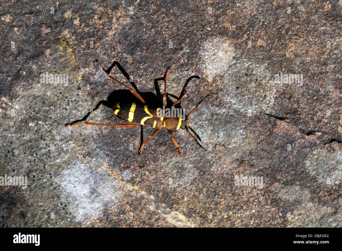Wasp Beetle, Clytus arietis. A longhorn beetle species in the genus ...