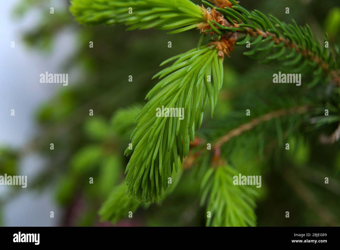 Young shoots on a fir branch in the forest Stock Photo - Alamy
