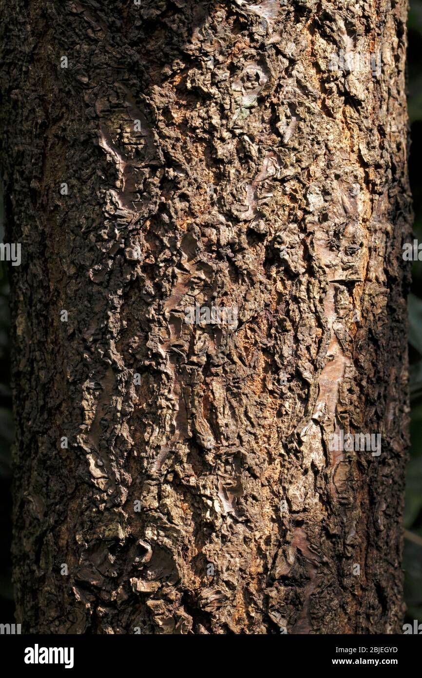 Gnarled prunus tree hi-res stock photography and images - Alamy