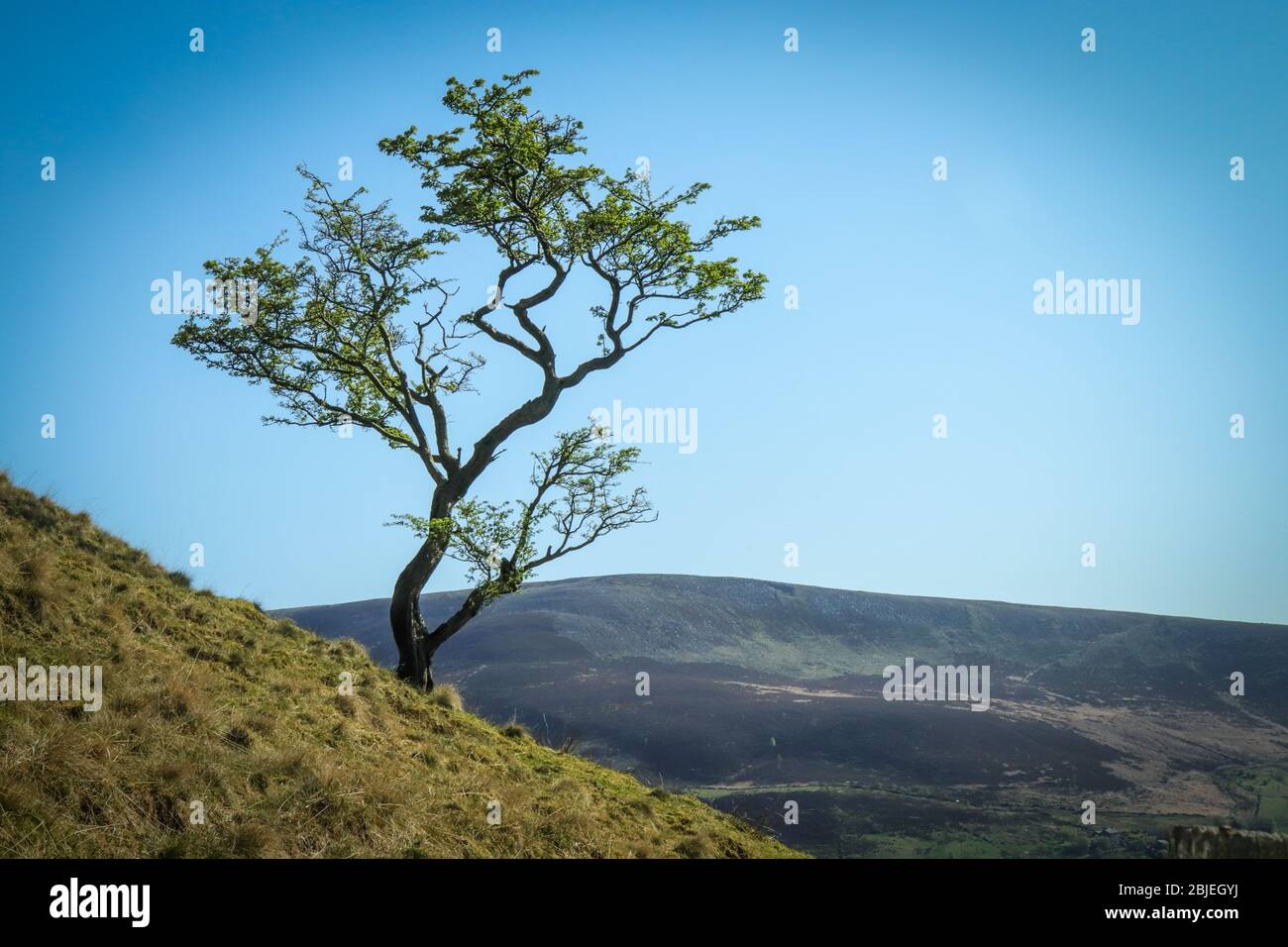 Landscape with Tree Stock Photo - Alamy