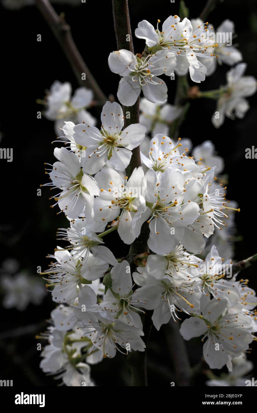 Prunus domestica flowers hi-res stock photography and images - Alamy