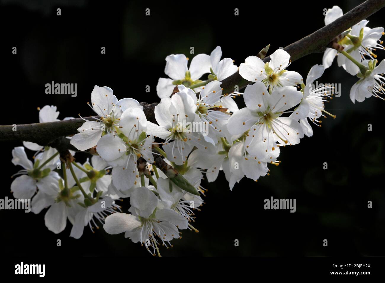 Victoria plum tree hi-res stock photography and images - Alamy