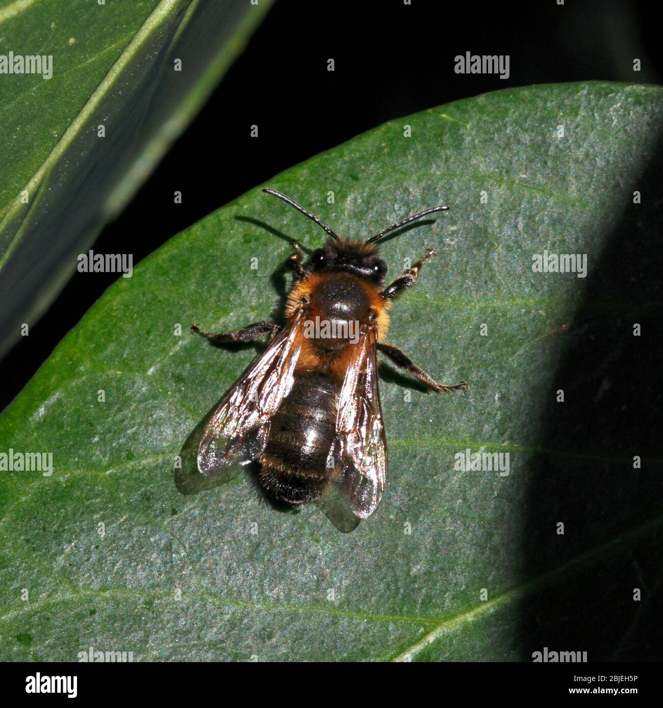 Solitary insects hi-res stock photography and images - Alamy