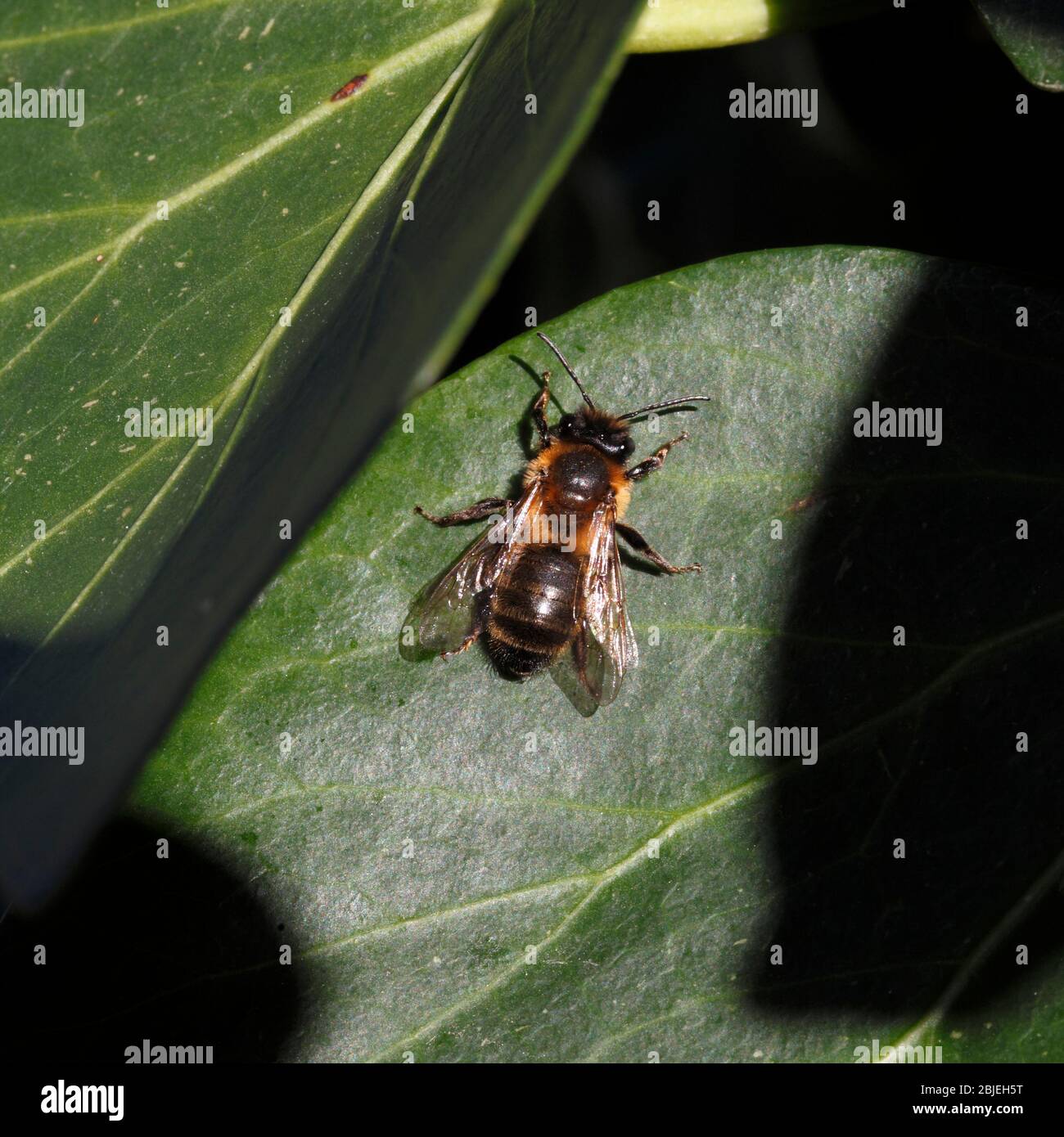 Colletes succinctus. Ground nesting solitary Bee Stock Photo - Alamy
