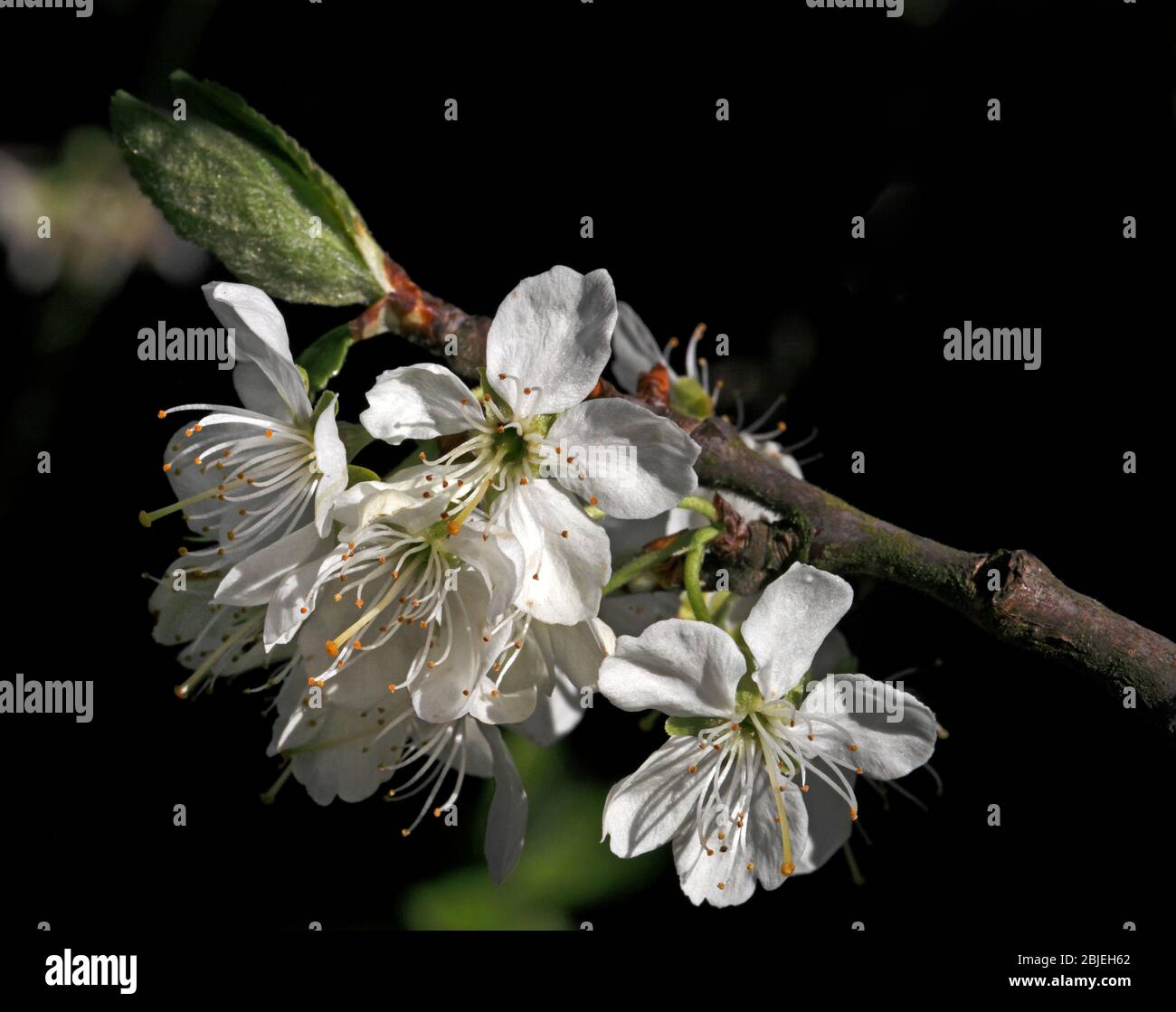 Prunus domestica flowers hi-res stock photography and images - Alamy