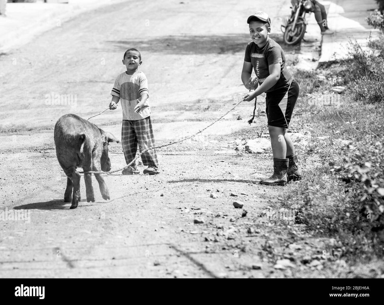 Pig catching hi-res stock photography and images - Alamy