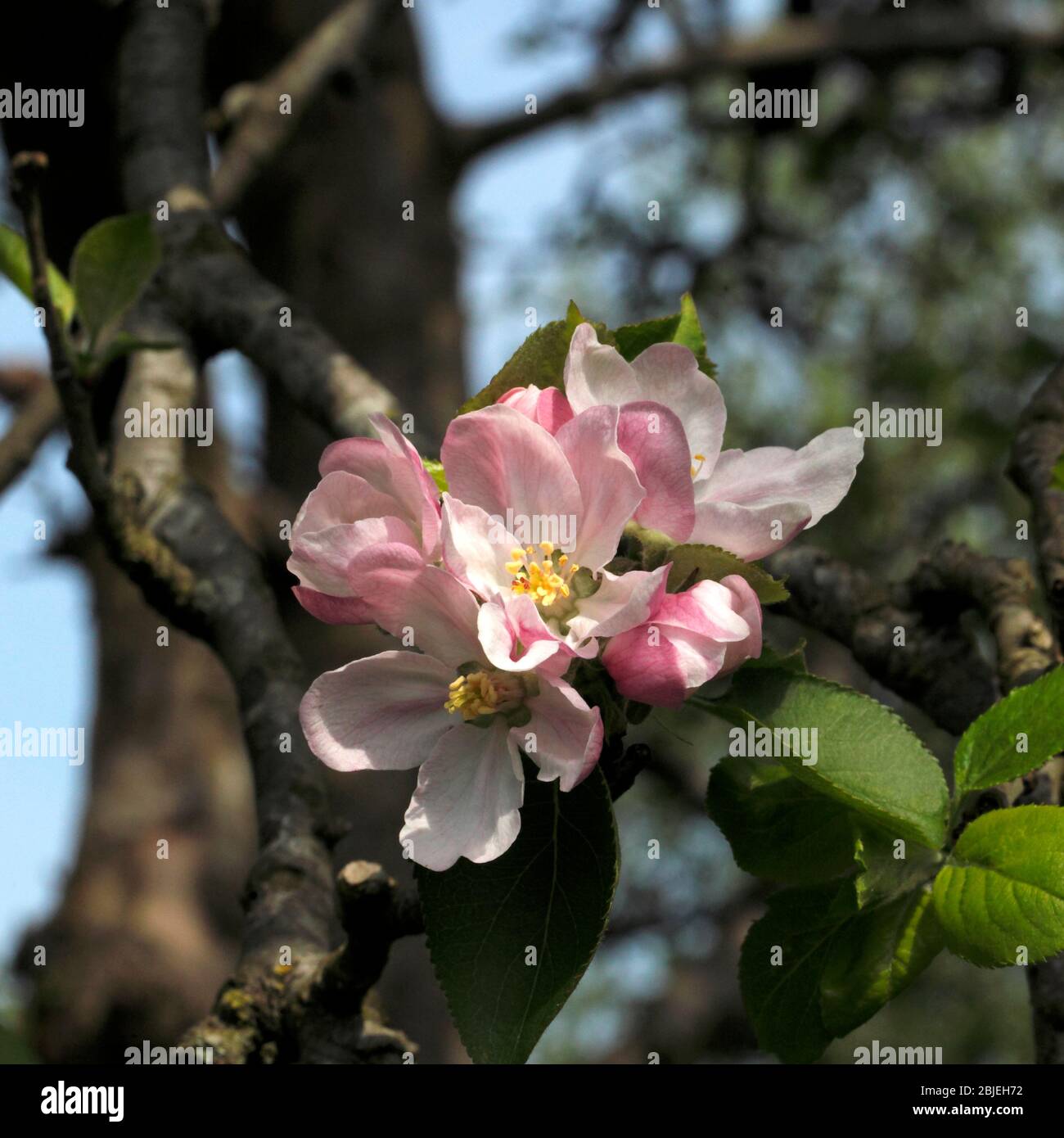 Seedling apple hi-res stock photography and images - Alamy