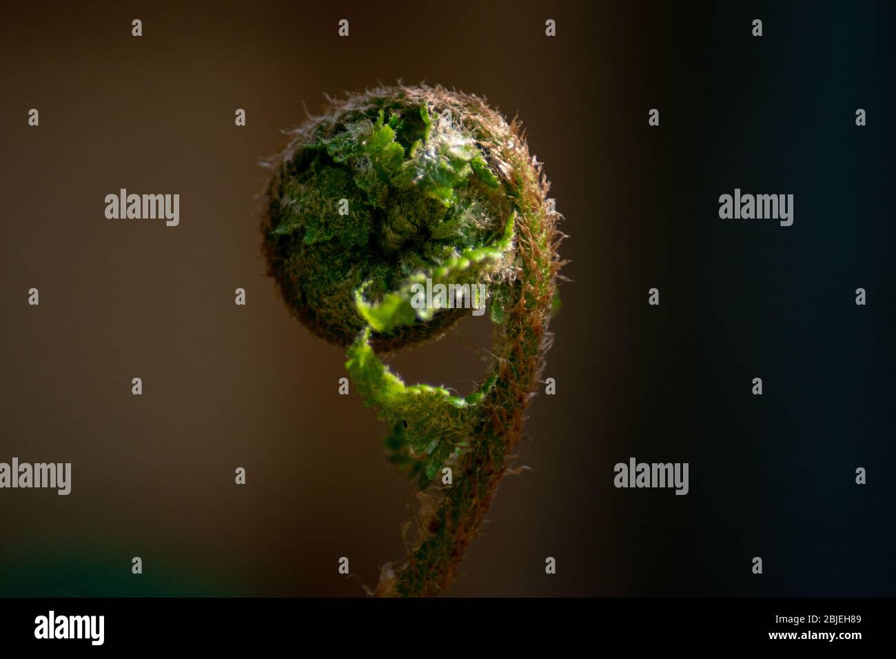 Curled fern leaves hi-res stock photography and images - Alamy