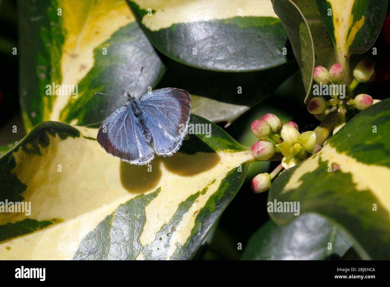 Female Holly Blue on Ilex variegata Stock Photo - Alamy