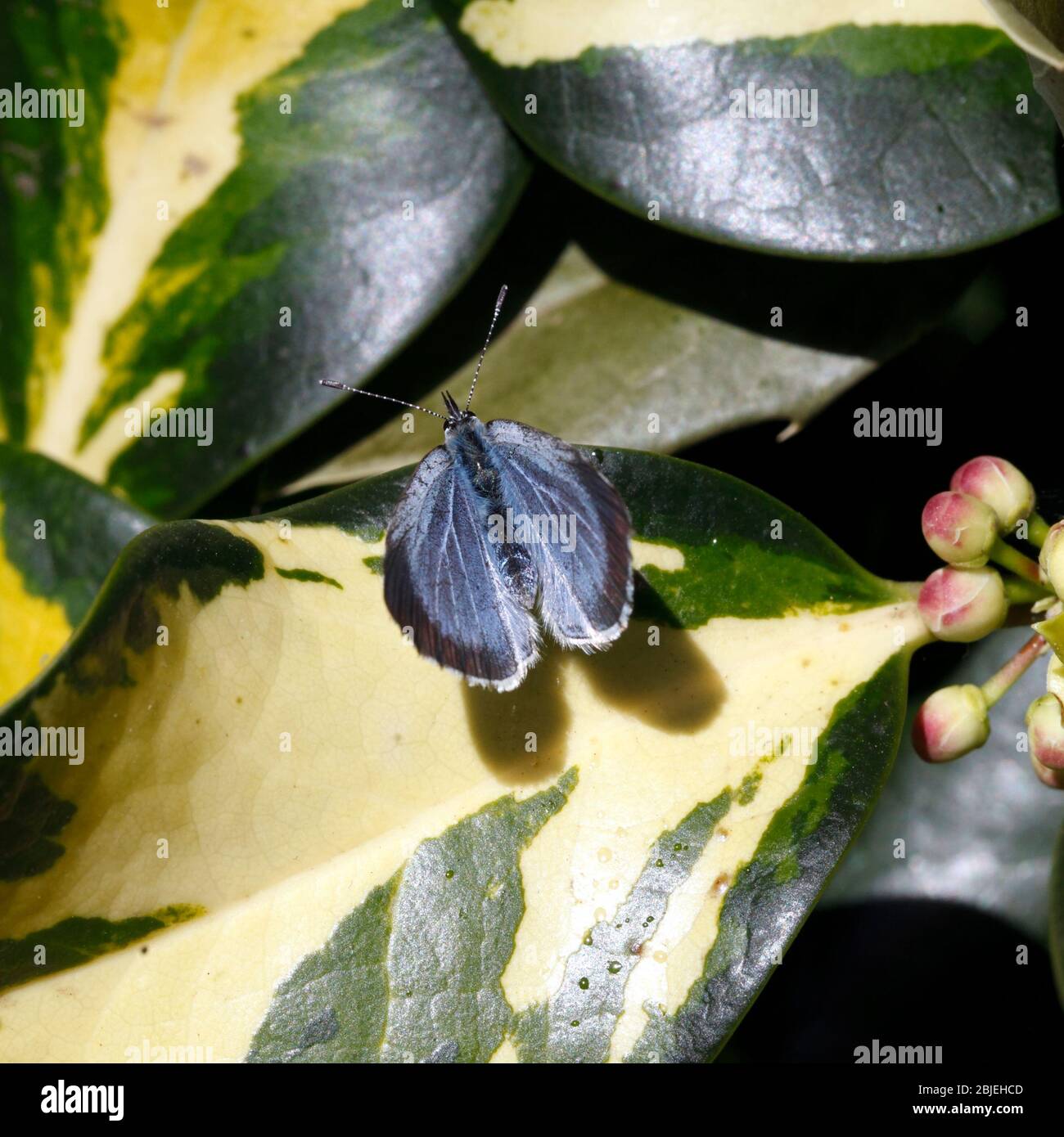Female Holly Blue on Ilex variegata Stock Photo - Alamy