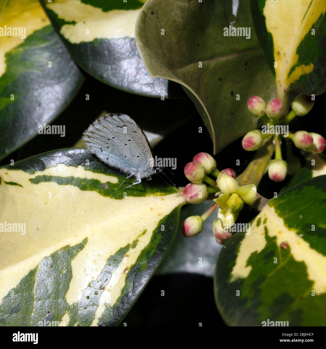 Female Holly Blue on Ilex variegata Stock Photo - Alamy
