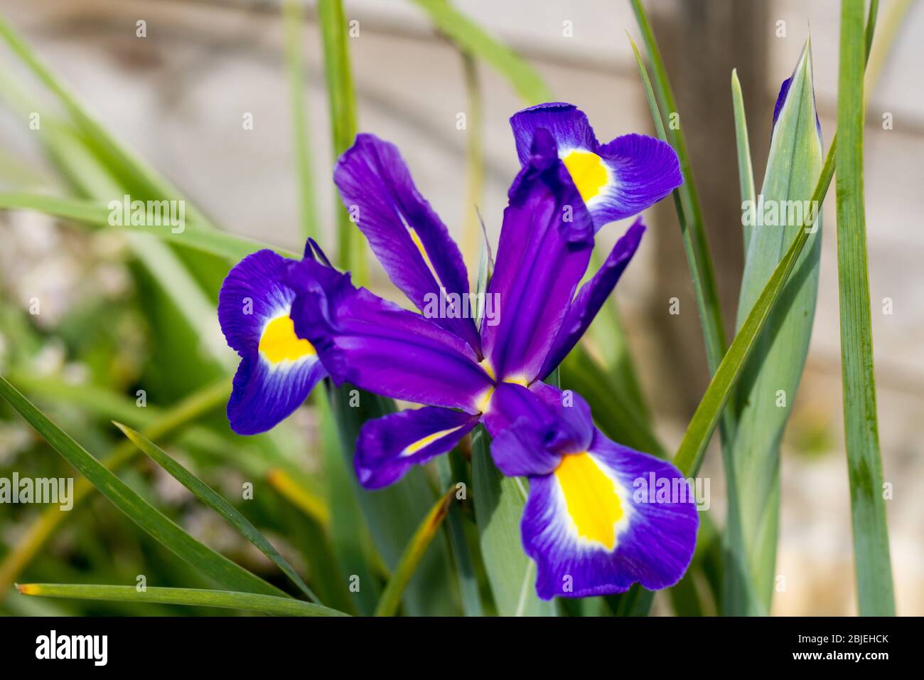 Iris plant flower closeup in spring, England, United Kingdom Stock ...