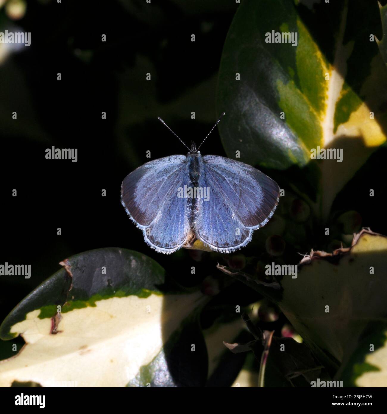 Female holly blue butterfly on hi-res stock photography and images - Alamy