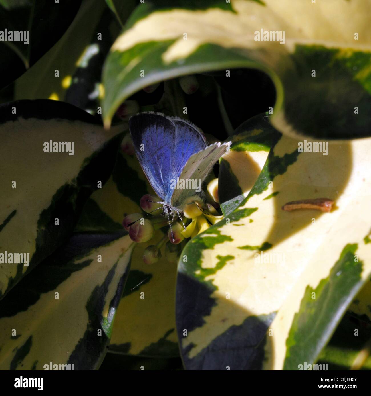 Holly Blue egg laying on Ilex variegata Stock Photo - Alamy