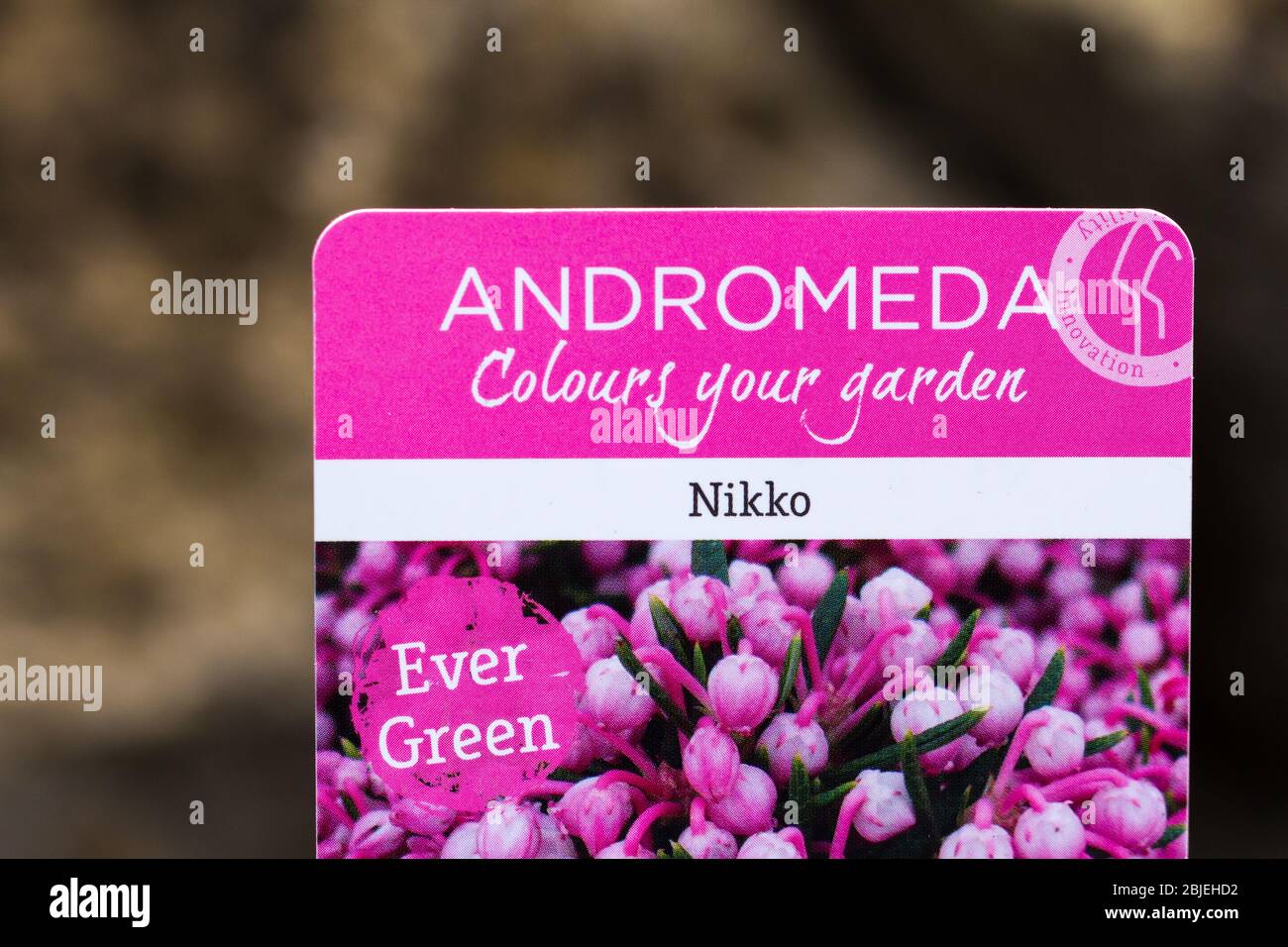 Andromeda Nikko plant information card Stock Photo - Alamy