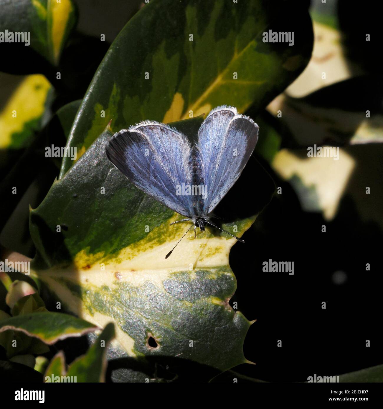 Holly blue butterfly ilex hi-res stock photography and images - Alamy