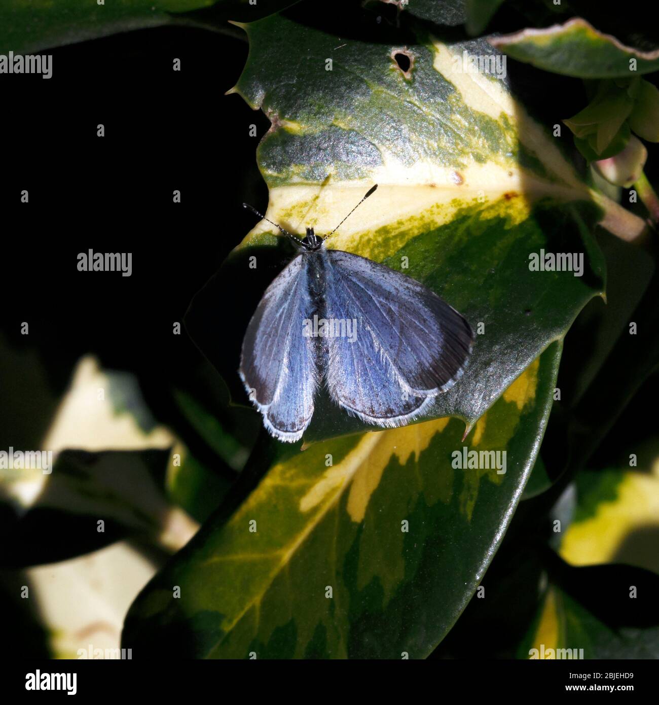 Female Holly Blue on Ilex variegata Stock Photo - Alamy