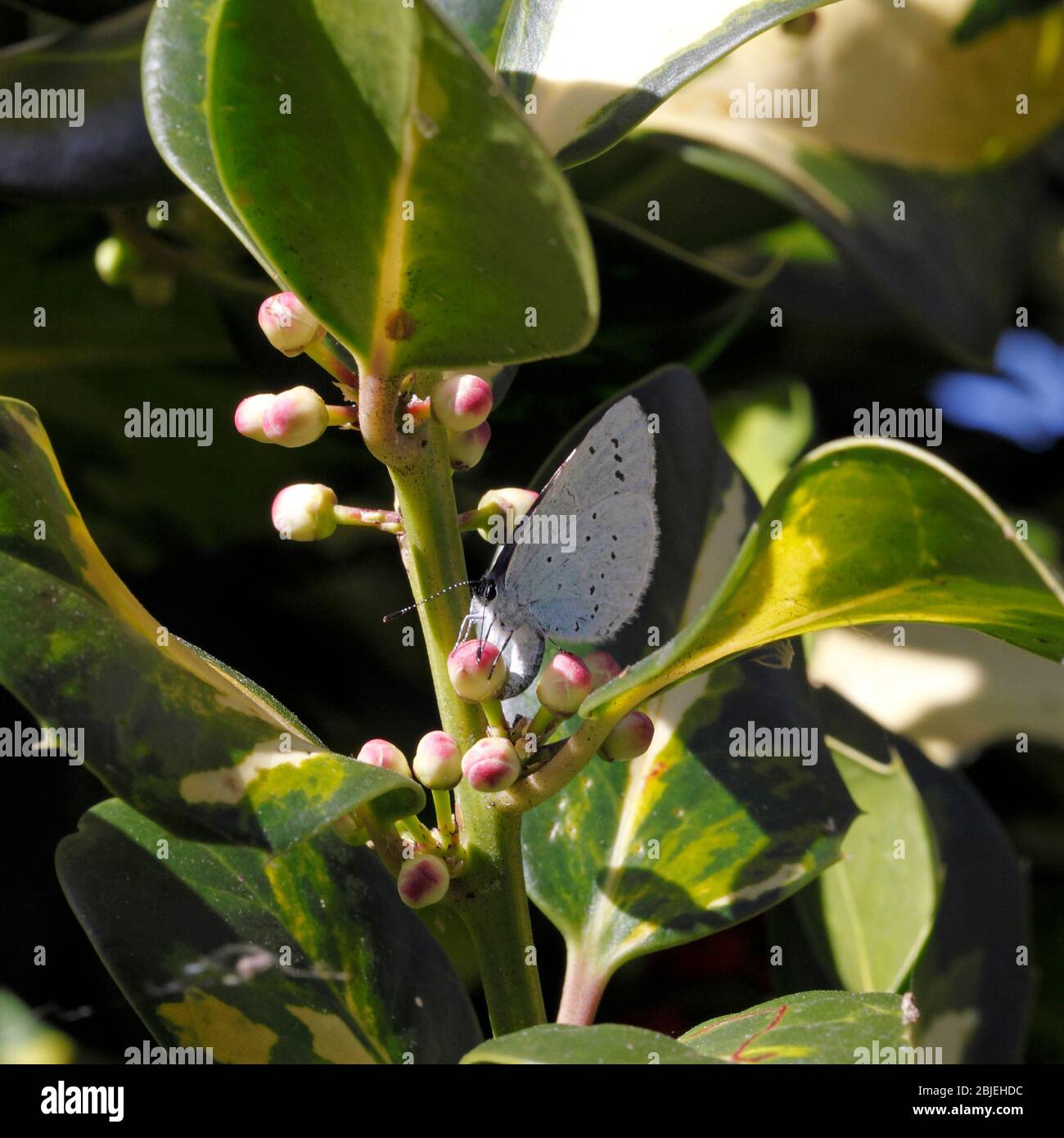 Holly Blue egg laying on Ilex variegata Stock Photo - Alamy