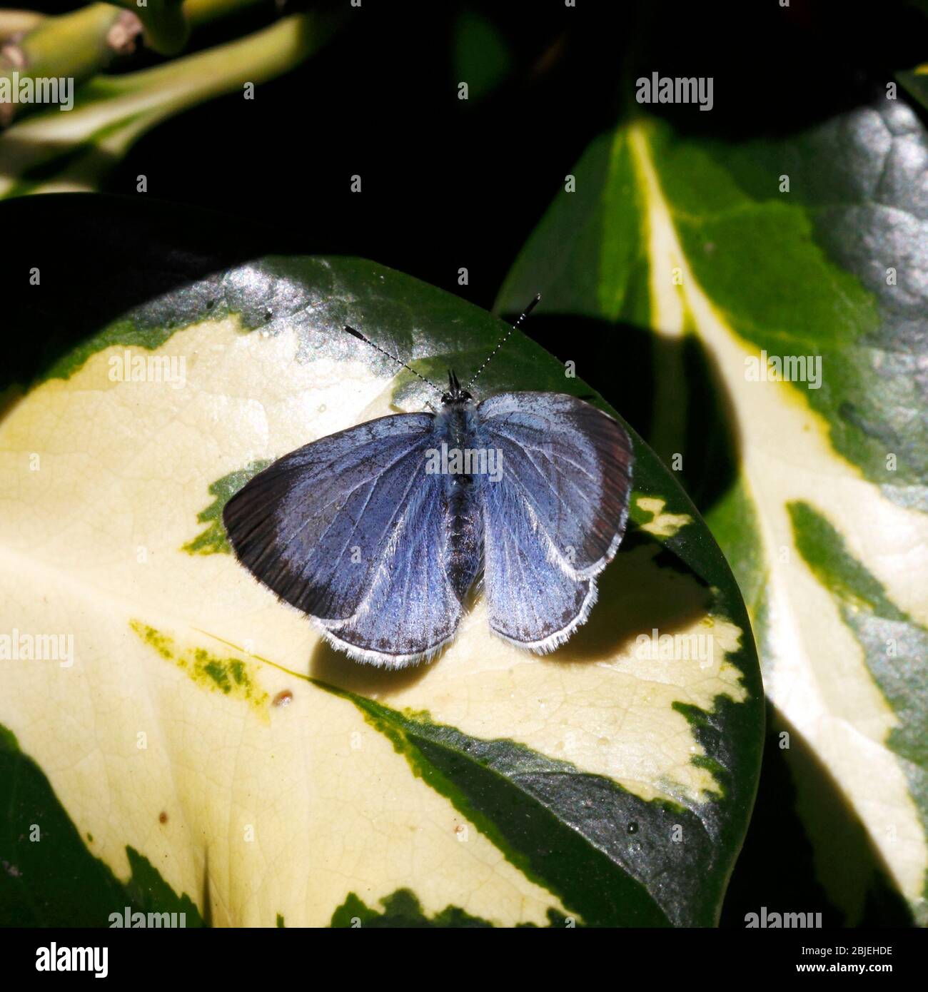 Female Holly Blue on Ilex variegata Stock Photo - Alamy