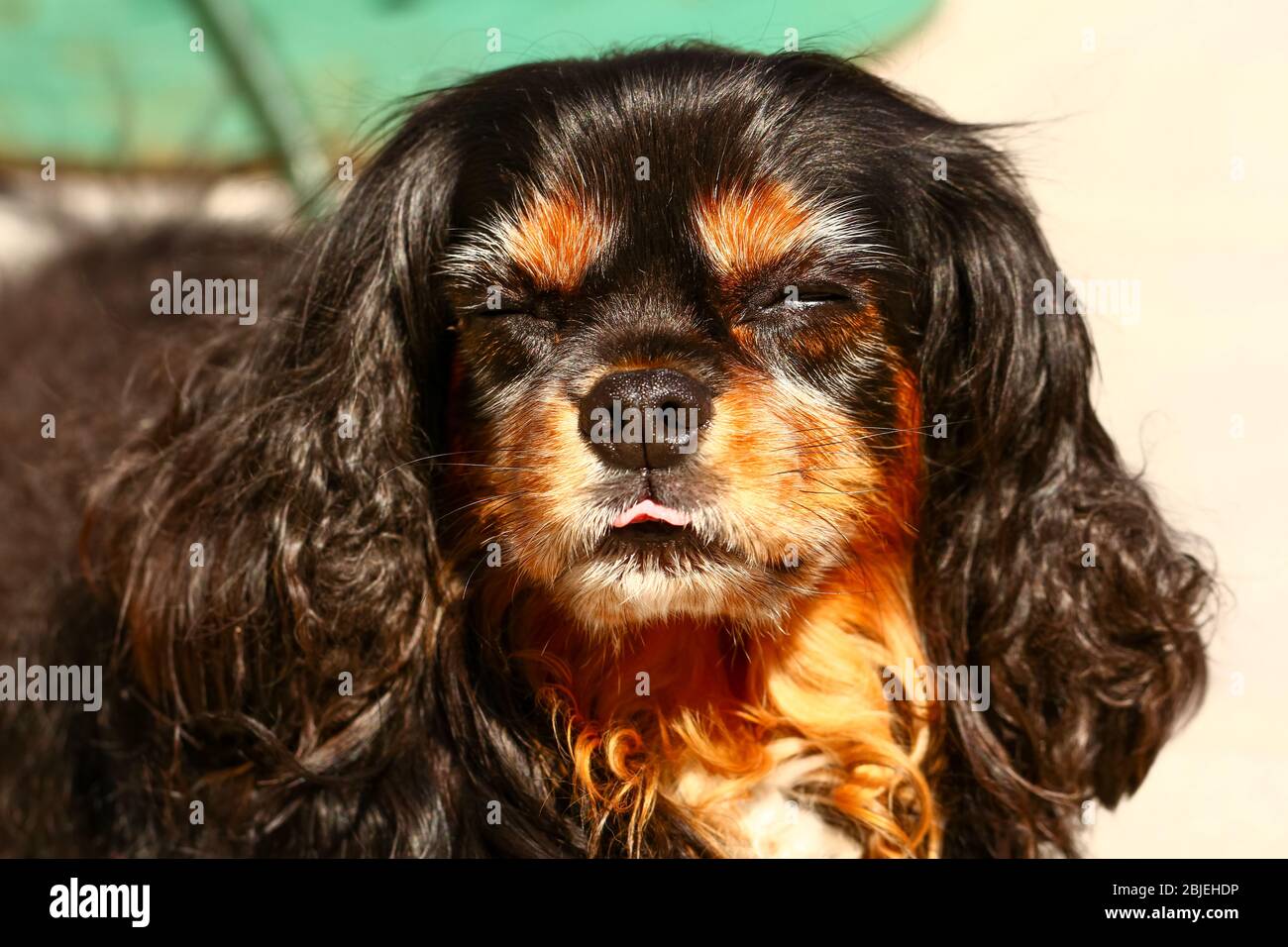 A black & tan Cavalier King Charles Spaniel with his eyes closed ...