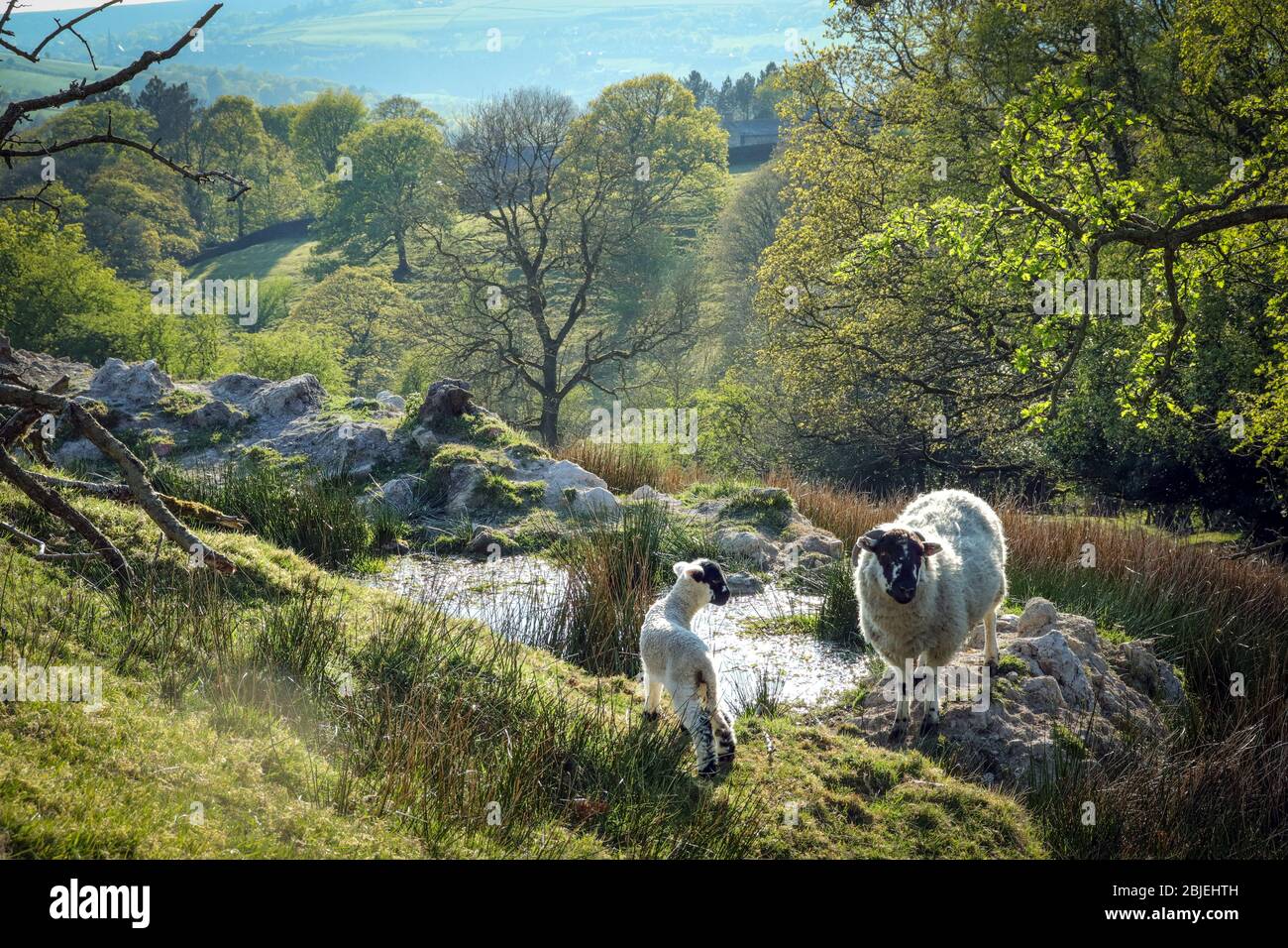 Lambing outdoors hi-res stock photography and images - Alamy