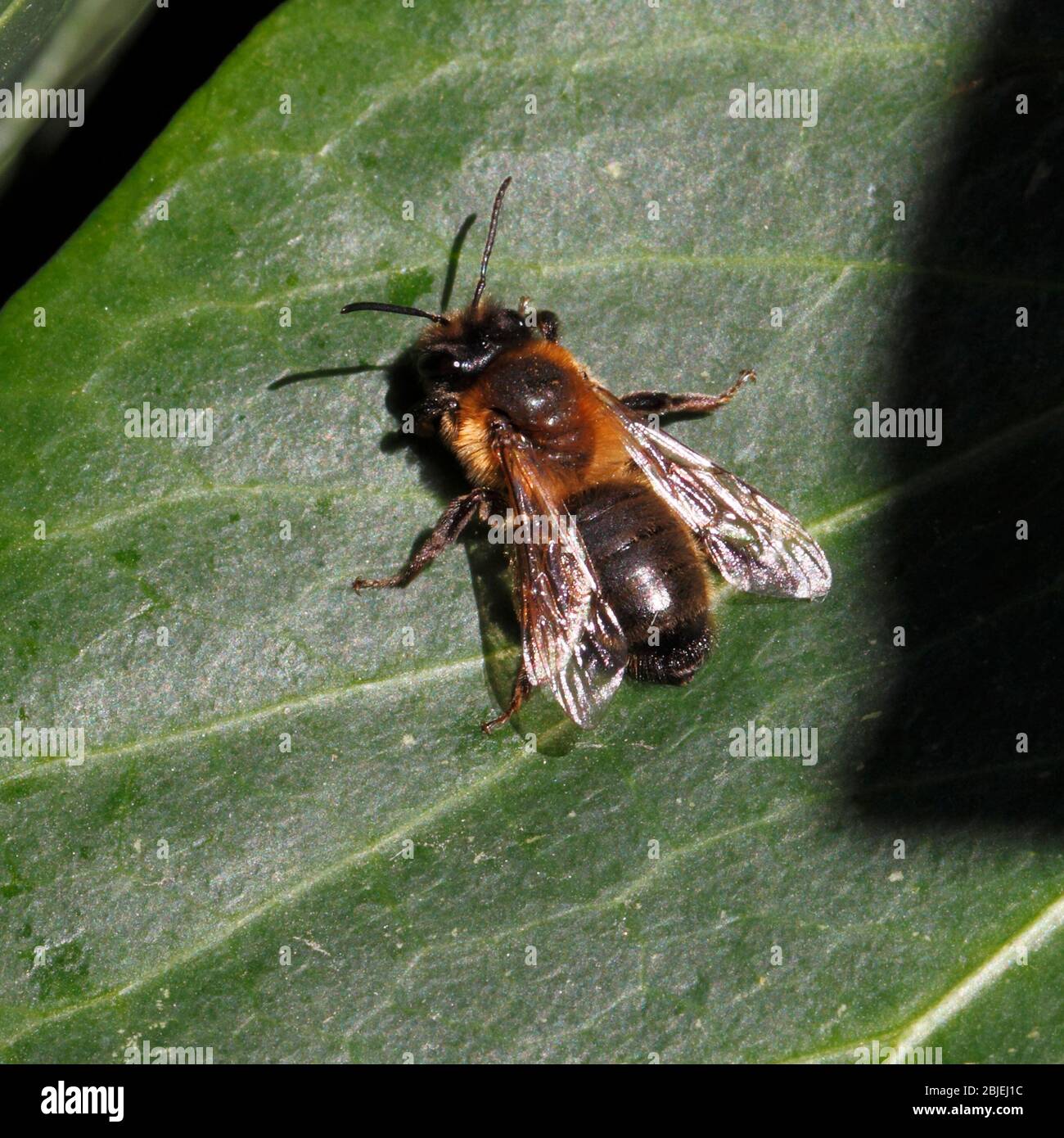 Colletes succinctus hi-res stock photography and images - Alamy