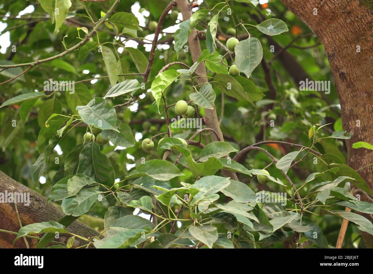 Olive fruits are growing nicely in a olive tree at Bangladesh, rich ...
