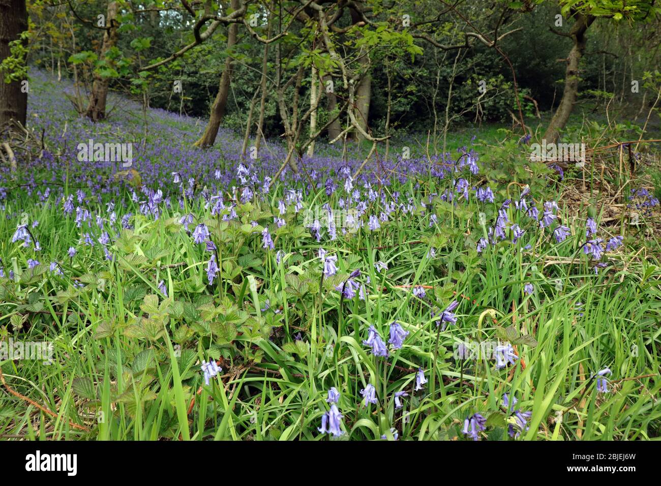 Bluebells in Forest Stock Photo - Alamy