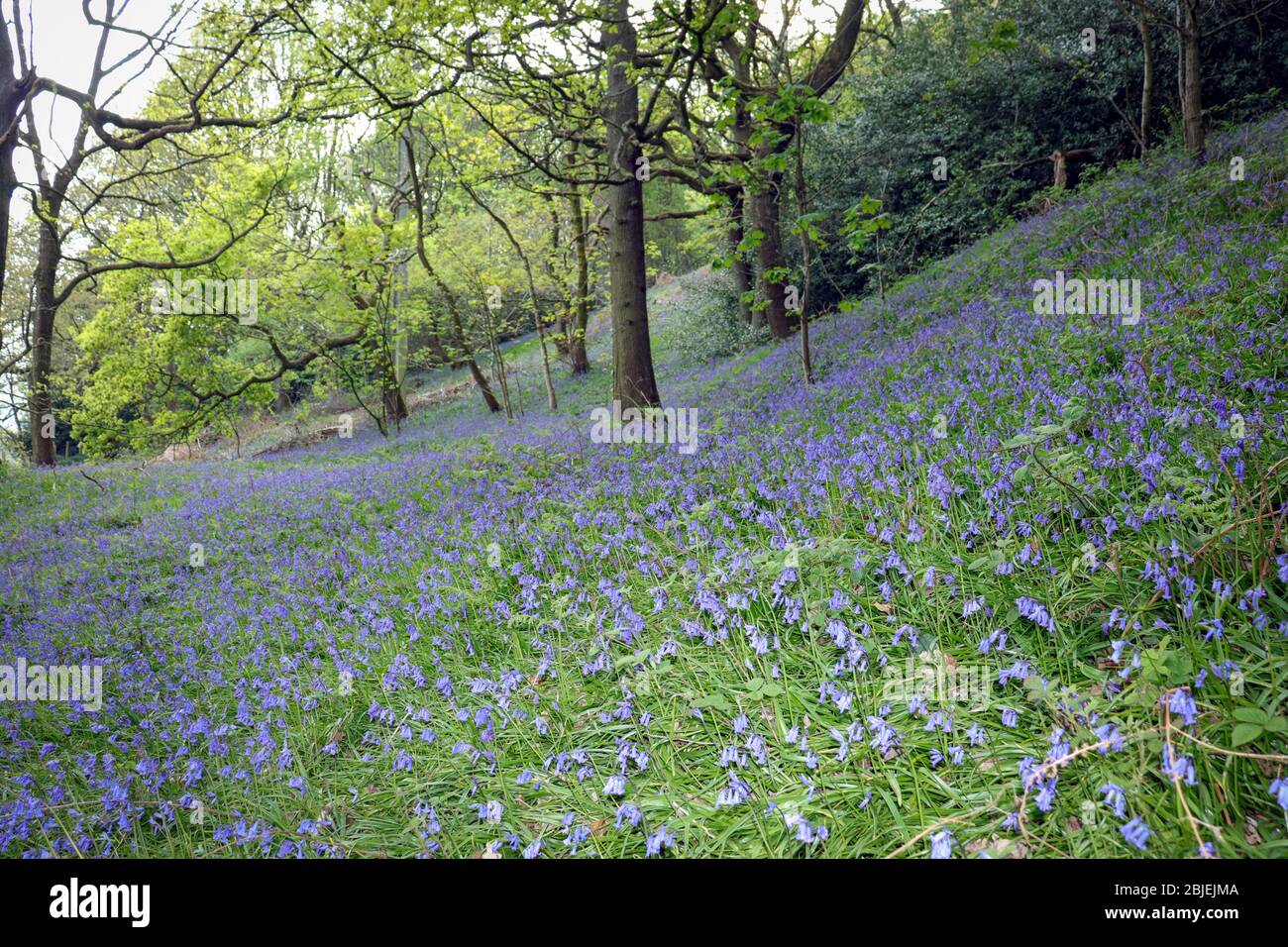 Waterfall bluebells hi-res stock photography and images - Alamy
