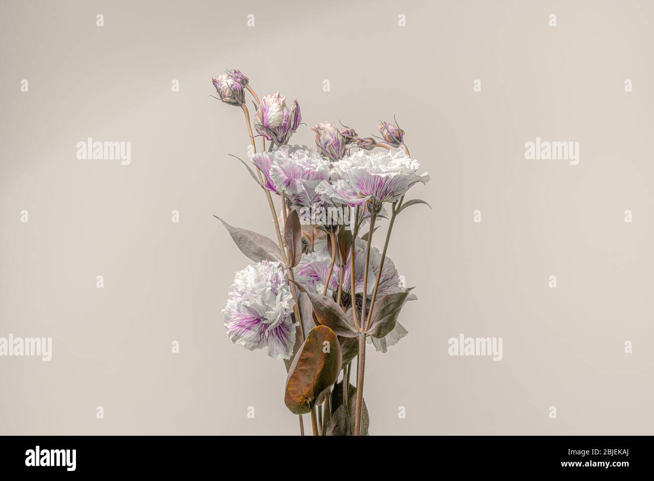 bouquet of Eustoma with changed color gama isolated on a champagne pink ...