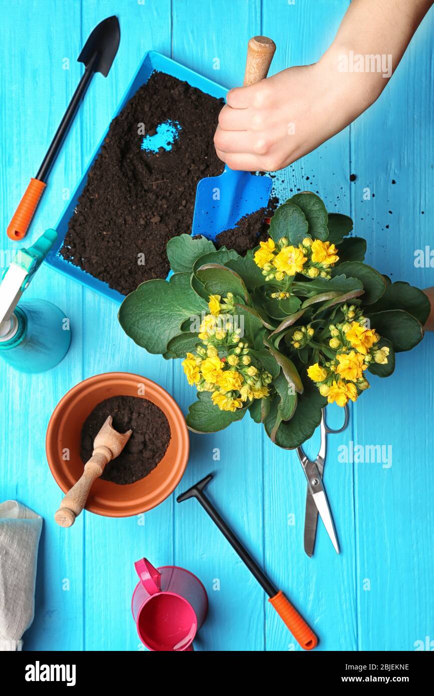 Female gardener planting spring flowers Stock Photo - Alamy