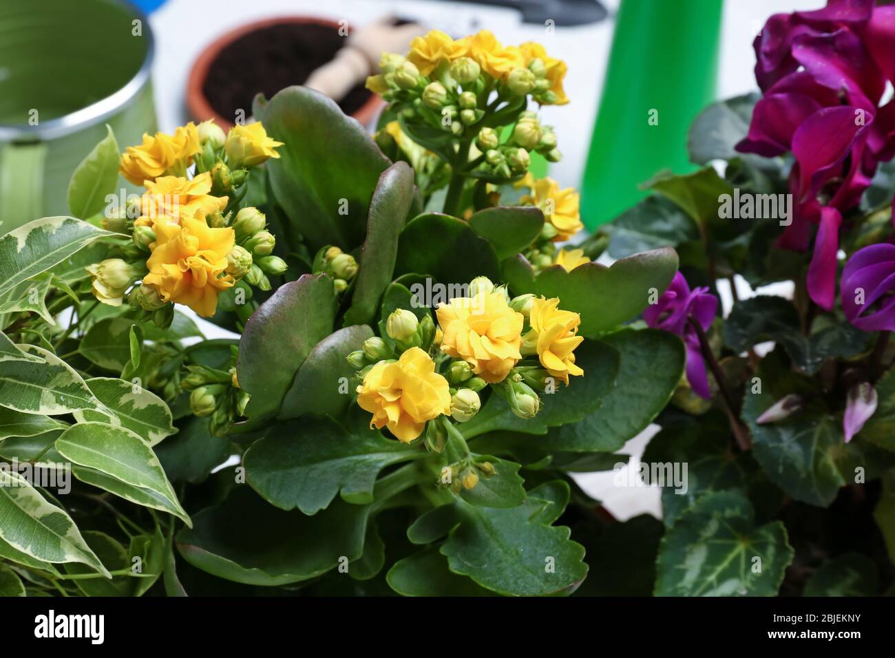 Beautiful ficus plants potted hi-res stock photography and images - Alamy