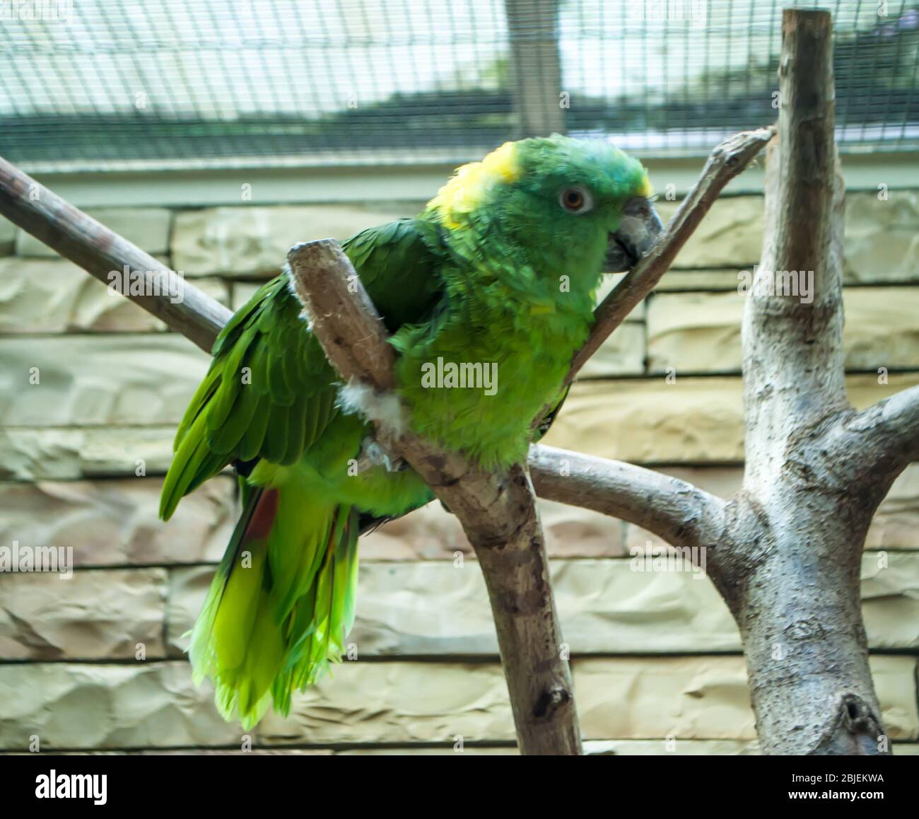 Aviary background hi-res stock photography and images - Alamy