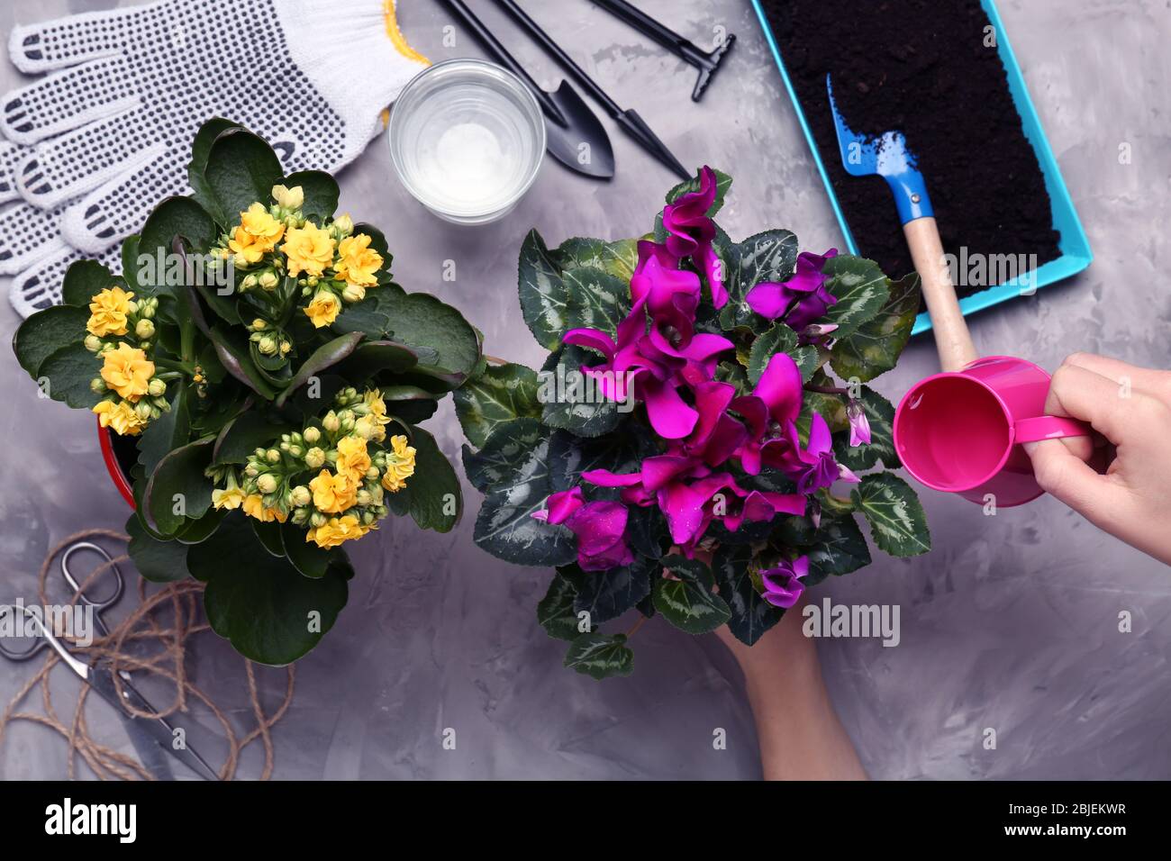 Female gardener planting spring flowers Stock Photo - Alamy