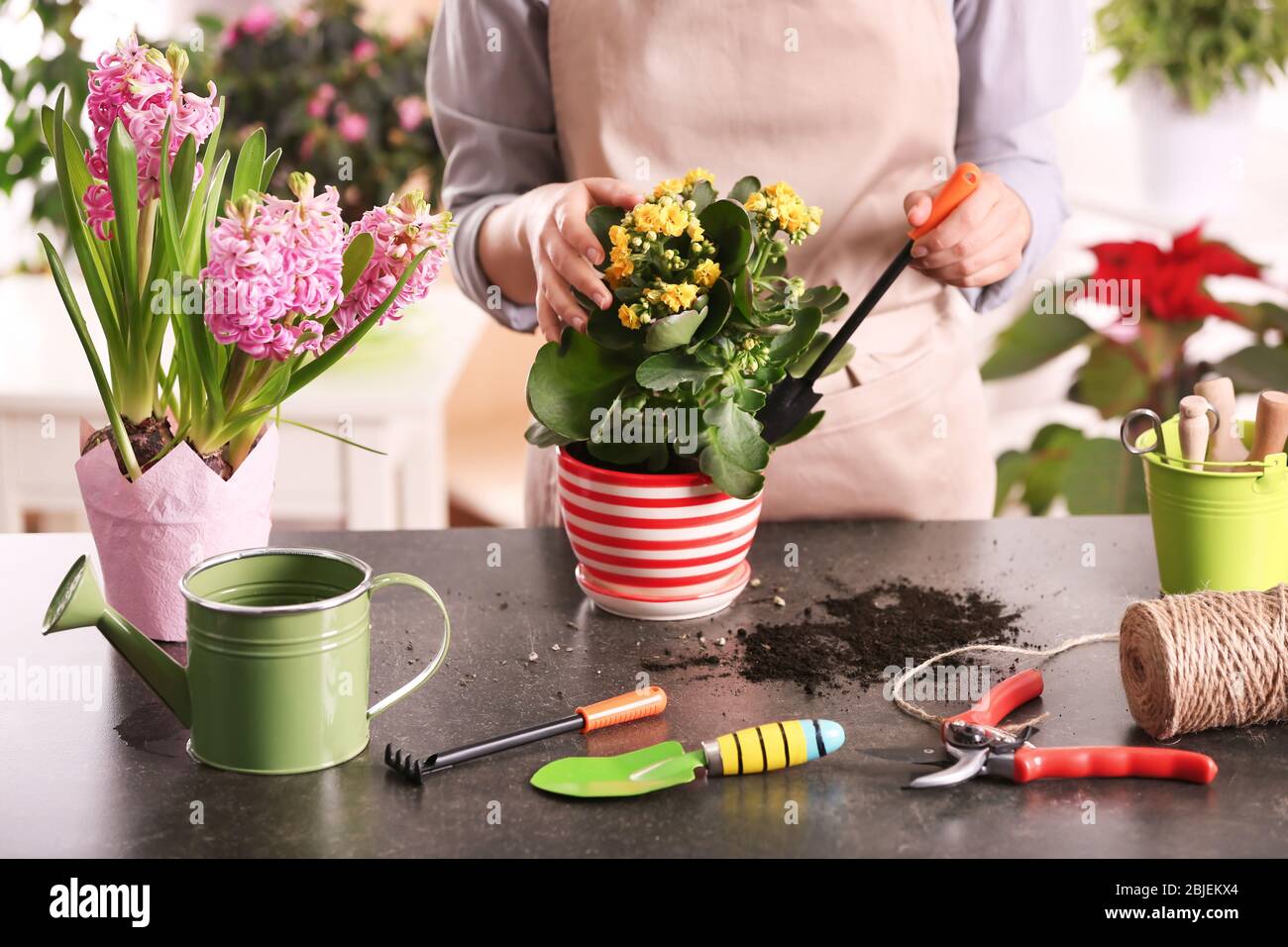 Step by step flower planting hi-res stock photography and images - Alamy
