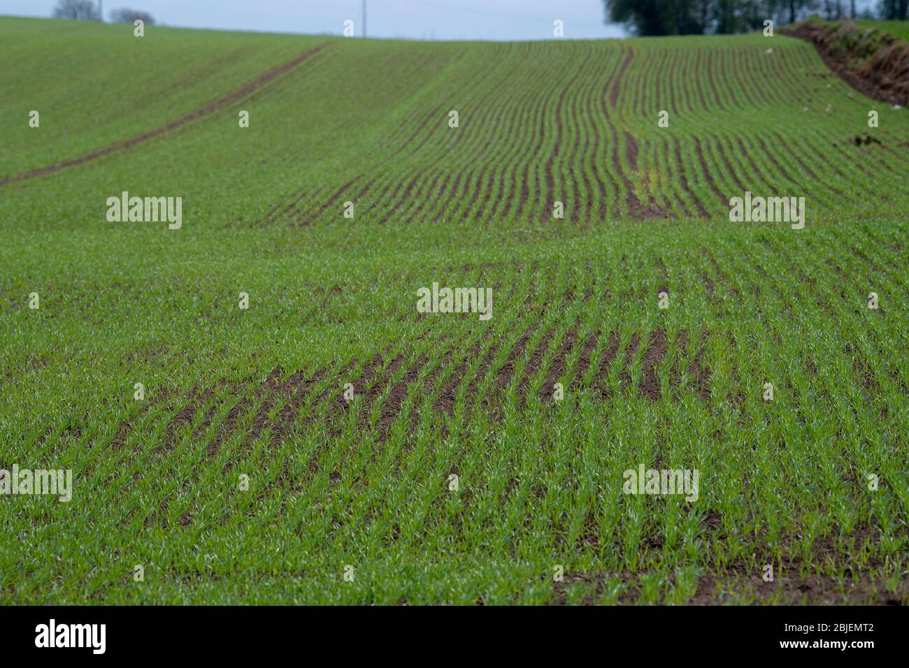 Barley growing in field hi-res stock photography and images - Alamy